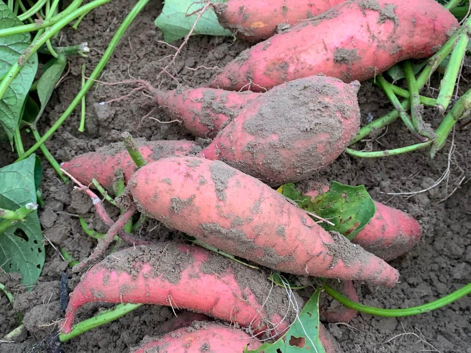 North Carolina FCS Curriculum | NC SweetPotatoes